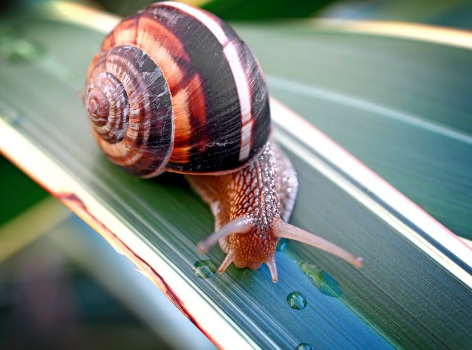 Animaux invertébrés: ce qu'ils sont, informations, noms et ...