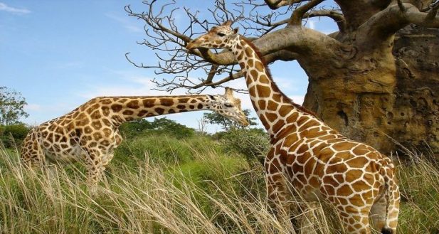 Les 10 animaux les plus sauvages du monde 【 2021 】 | Enor Cerna France Inc.