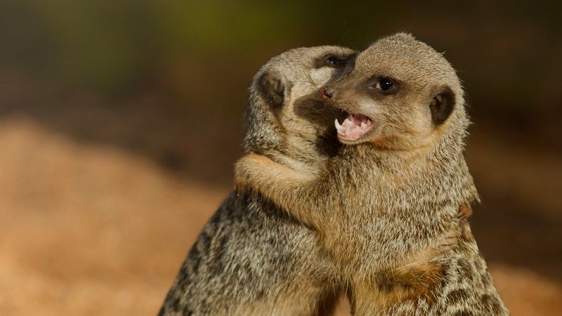 Suricate: où il vit, se reproduire, se nourrir et prédateurs 【 2025 ...