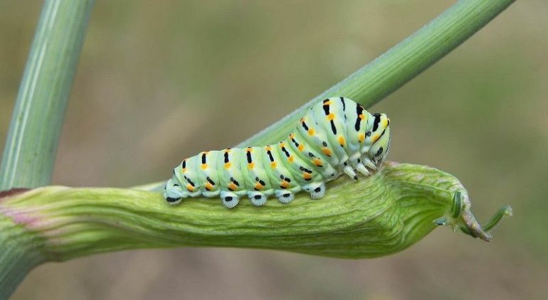 Annélides: informations, noms et exemples 【 2021 】 | Enor Cerna France Inc.