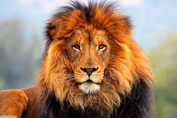 Signification du lion - Spirituel, symbolique et psychologique 【 2025 ...