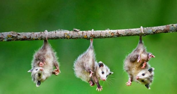 Animaux de la forêt tempérée: ce qu'ils sont, leurs noms et comment ils ...