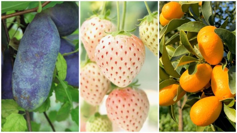 15 Japanese Fruits You Must Try In Japan | 【 2024