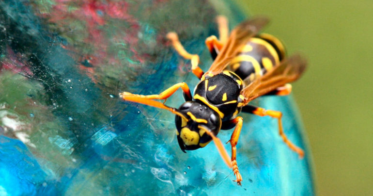 The 6 types of wasps (and their characteristics) | 【 2023