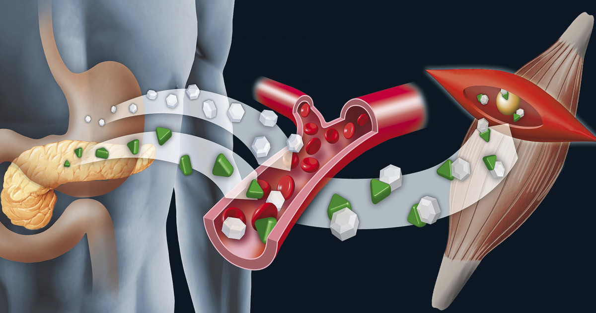 The 7 Differences Between Insulin And Glucagon (Explained) | 【 2025