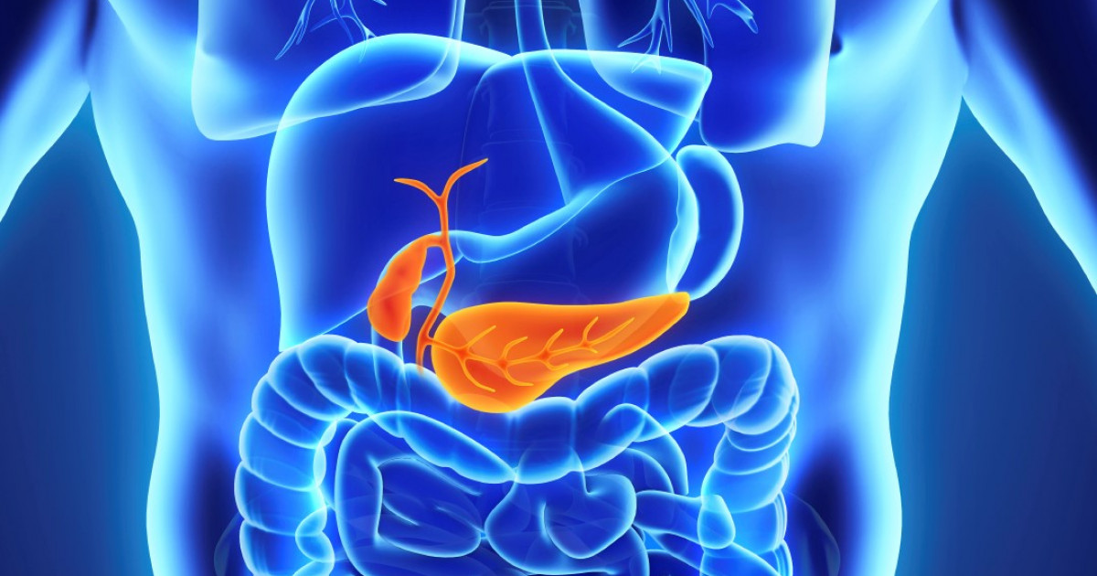 The 5 differences between pancreas and gallbladder (explained) | 【 2024